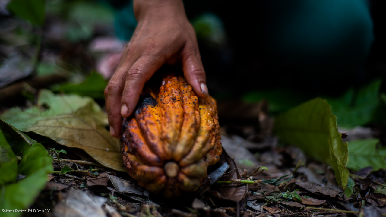 Building a Shared Vision for Green Commodity Development in Peru | United Nations Development ...